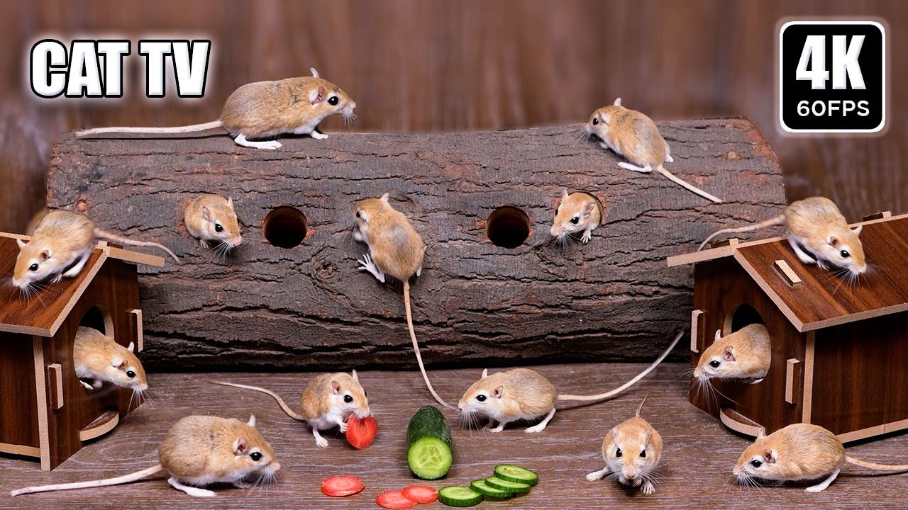 CAT GAMES - Real Mouse Chase Fun! | Exciting Video for Cats to Watch in ...