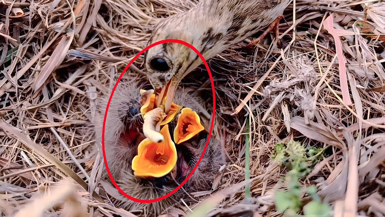 Pipit bird babies so beautiful @birdswithme107 - YouTube
