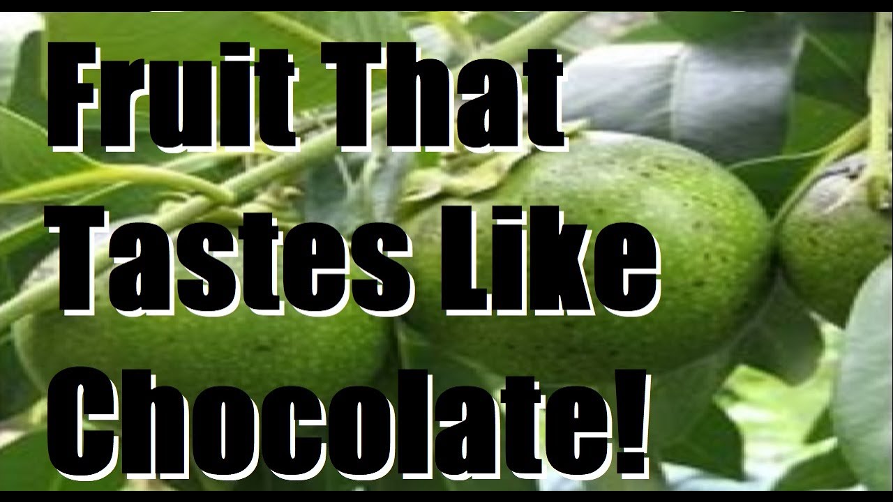 Grow Fruit That Tastes Like Chocolate From Cuttings Lets Give It A Try Black Sapote Fruit