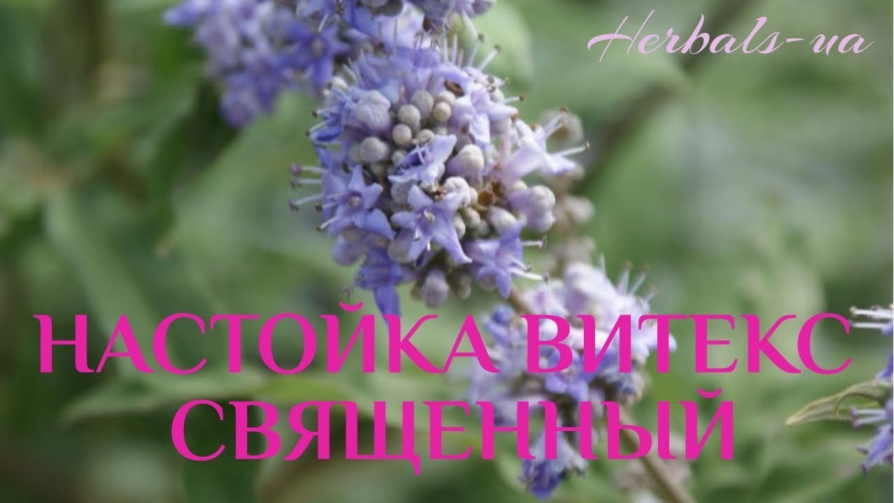 Настойка витекс священный | Палочка-выручалочка для женщин - YouTube