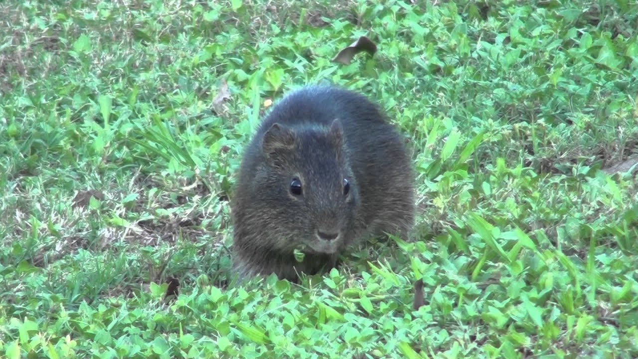Brazilian Guinea Pig (Cavy) - YouTube