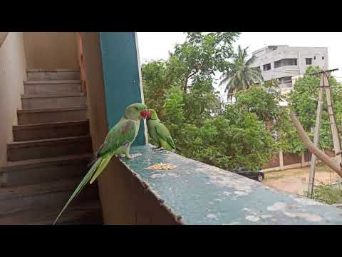 Roti (Parrot) jump with another outside parrot on 25-05-2021 - YouTube