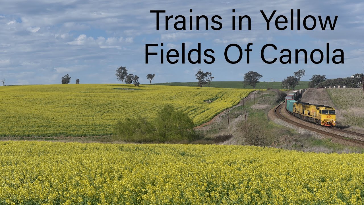 Trains In The Yellow Fields of Canola - YouTube