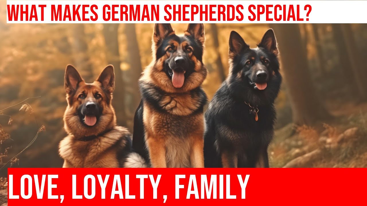 Creating a Lasting Bond: The German Shepherd & Family - YouTube