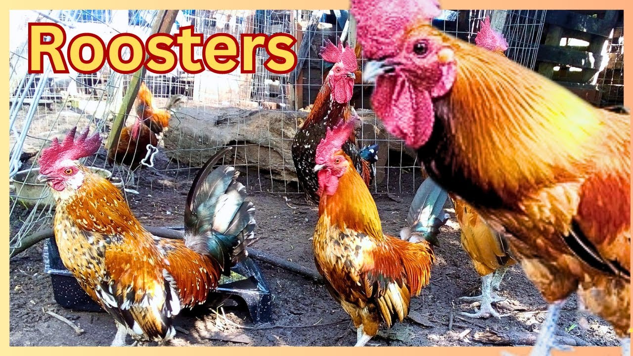 Extra Roosters | Chicken Math - YouTube