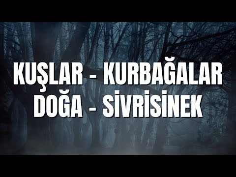 Geceleri Bataklık Sesleri - Kurbağalar, Kuşlar, Sivrisinek, Orman Doğa Sesleri