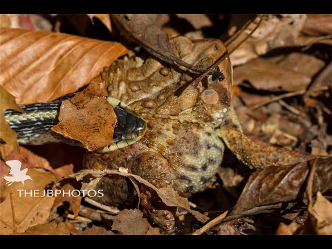 Spiritual Meaning of Predator and Prey Relationships - YouTube