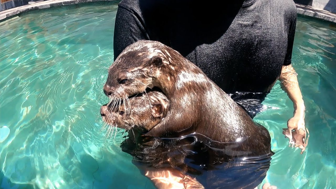 깊은물이 무서운 수달커플과 함께 수영장에 들어갔어요｜The Otters are Scared of Deep Water, but ...