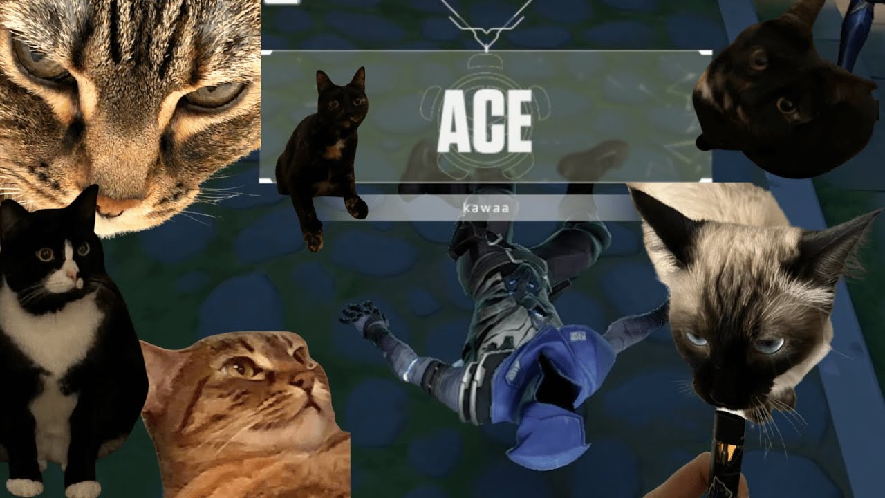 cats and aces (my ace compilation) - YouTube