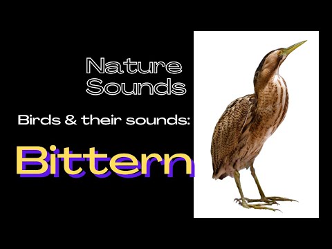 The Sound of The Bittern : Field Recording. Nature Sounds - Birds - Bird Song, Bird call, UK Birds