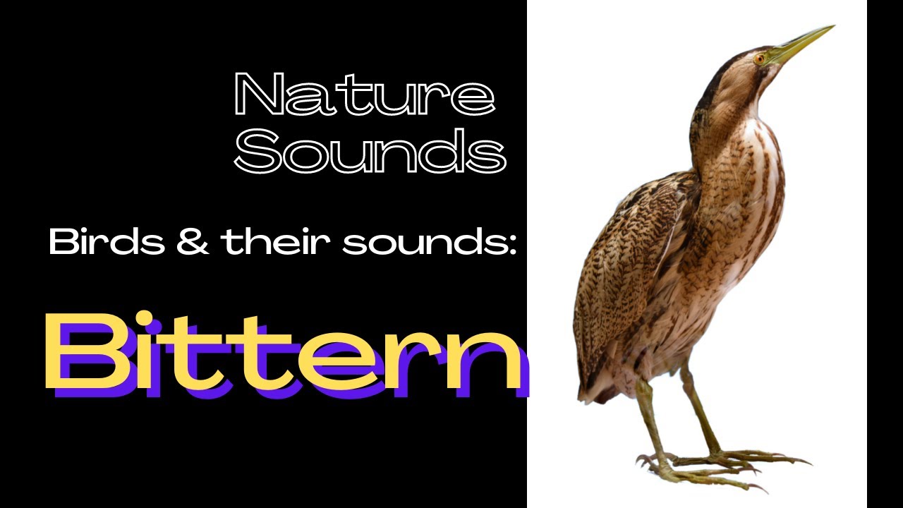 The Sound of The Bittern : Field Recording. Nature Sounds - Birds ...