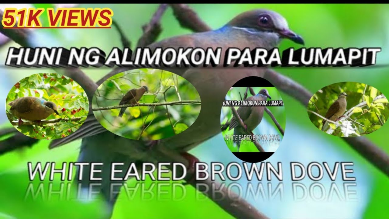 TUNOG NG ALIMOKON - YouTube