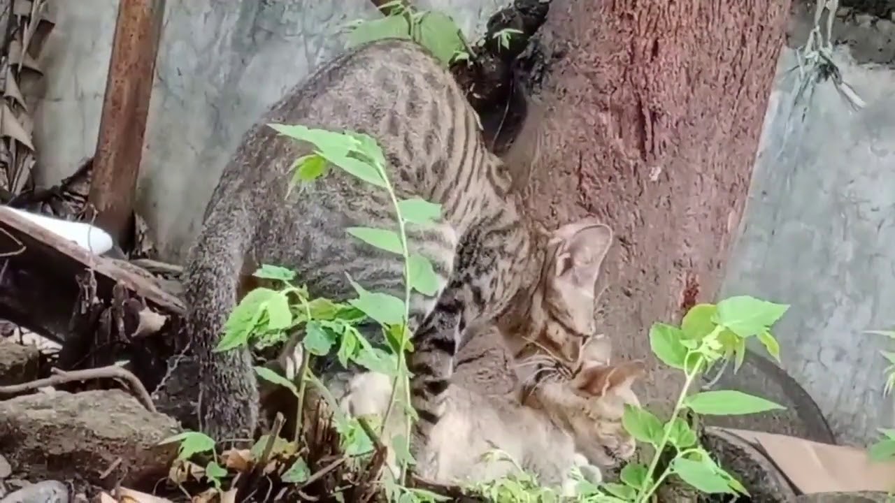 Amazing!!! The Cat Meeting (HARD) - YouTube