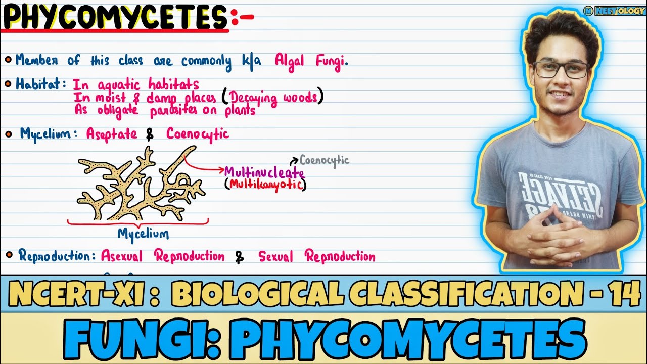 Biological Classification| Lec 14- Fungi: Phycomycetes| Class 11| NEET ...