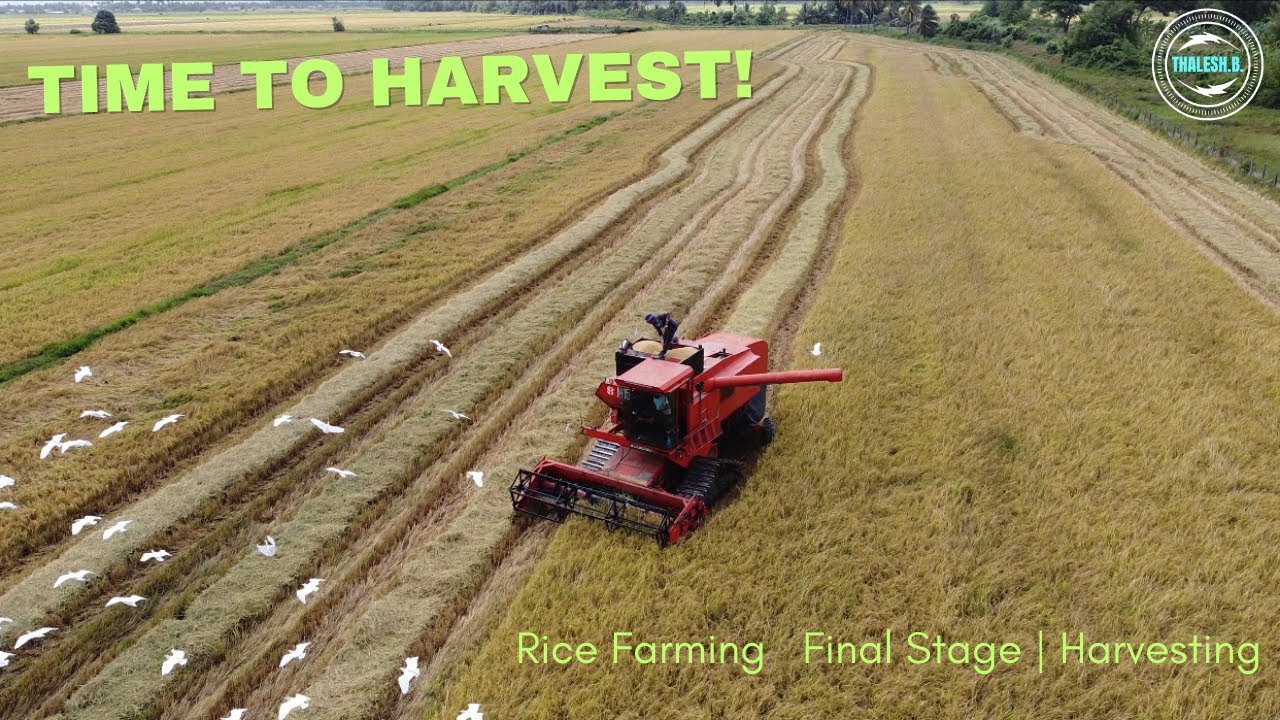 Rice Farming 🌾 Harvesting (Reaping) | March 2023 | Guyana 🇬🇾 | Thalesh ...