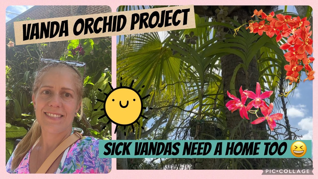 Vanda Orchids on trees project! - YouTube