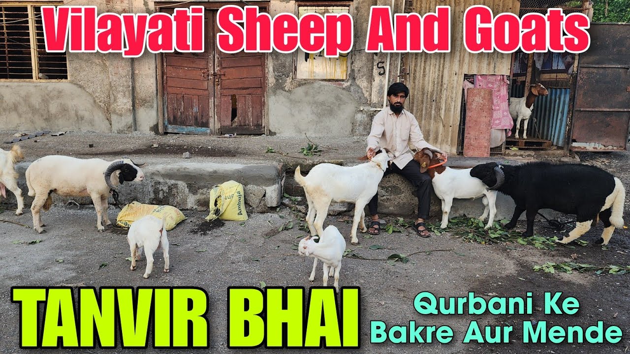Vilayati Sheep And Goat At TANVEER BHAI | 2025 Qurbani Ke Bakare Aur ...
