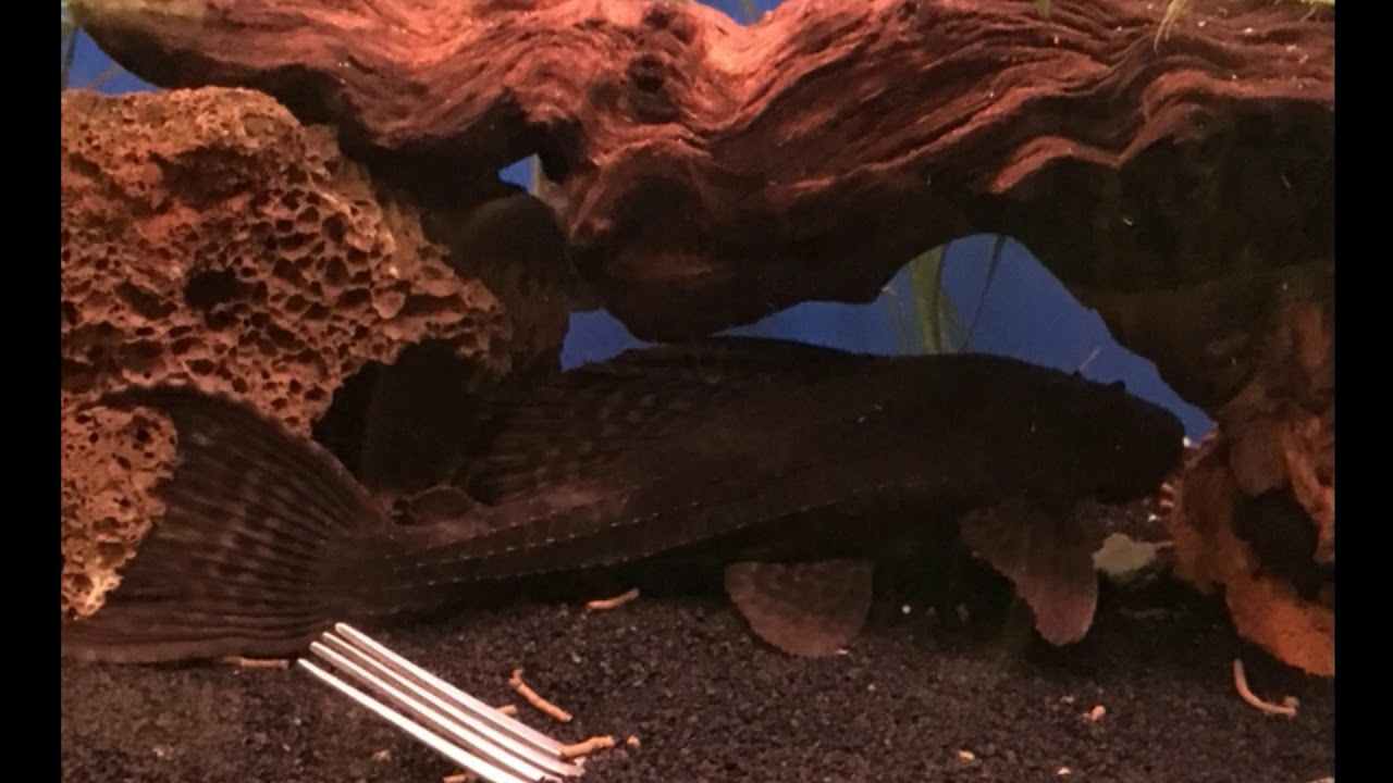 Gourami , Pleco & Snails - YouTube