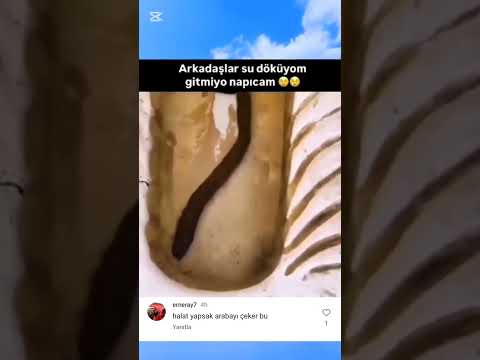 Kobra yılanı #mizah #komik #love