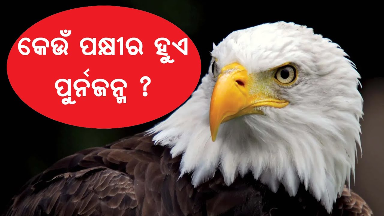 #REJUVINATION OF EAGLE DURING ITS LIFE SPAN #HUNTER BEING HUNTED BY ...