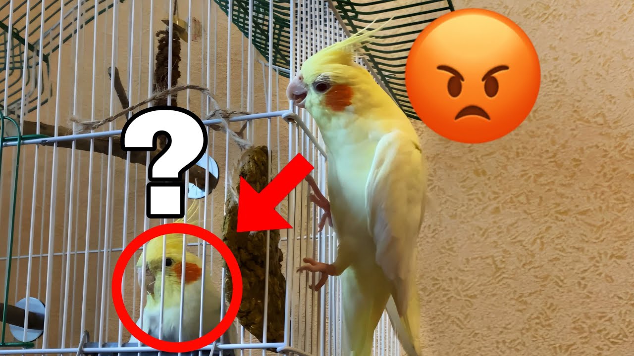 MY PARROT GOT ANGRY - YouTube