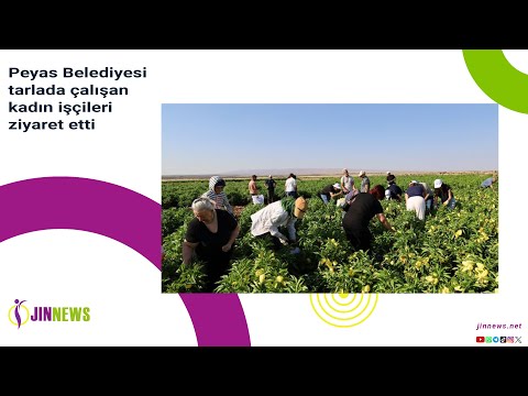 Peyas Belediyesi tarlada çalışan kadın işçileri ziyaret etti