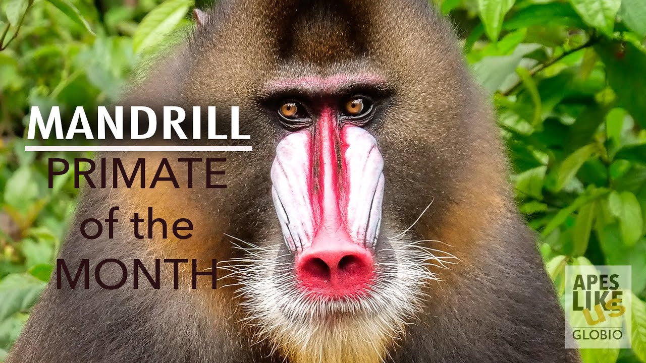 Mandrills: Primate of the Month - YouTube