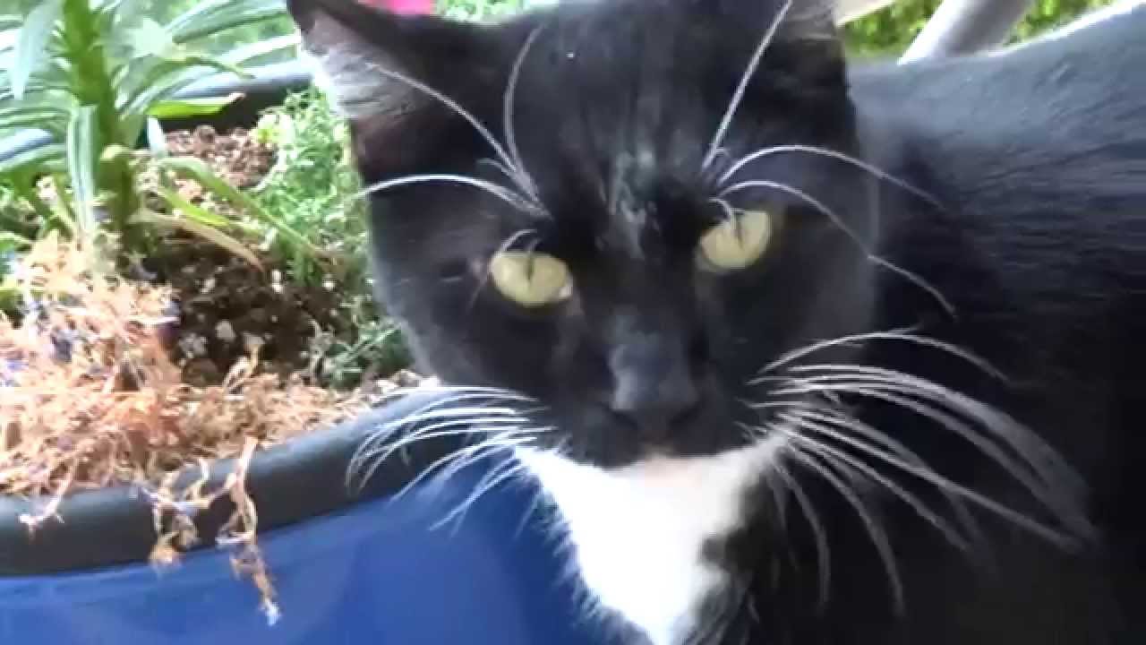 Cat chewing plants on balcony - YouTube
