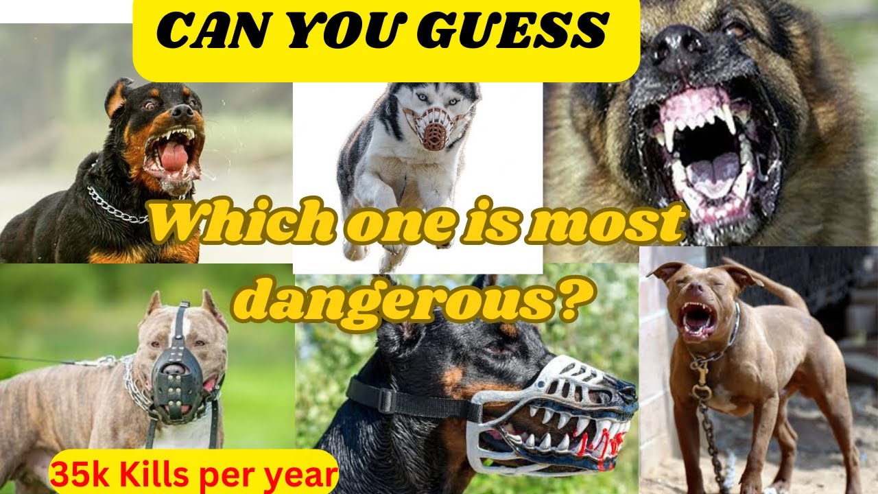 Most dangerous dogs || Dog breeds || killer Dogs - YouTube