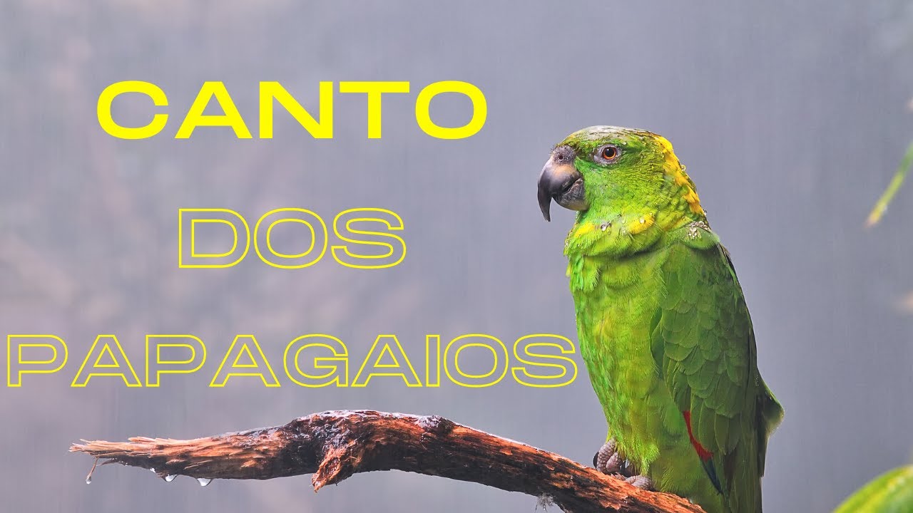 CANTO DO PAPAGAIO - PAPAGAIO VERDADEIRO - SOM DO PAPAGAIO - amazona ...