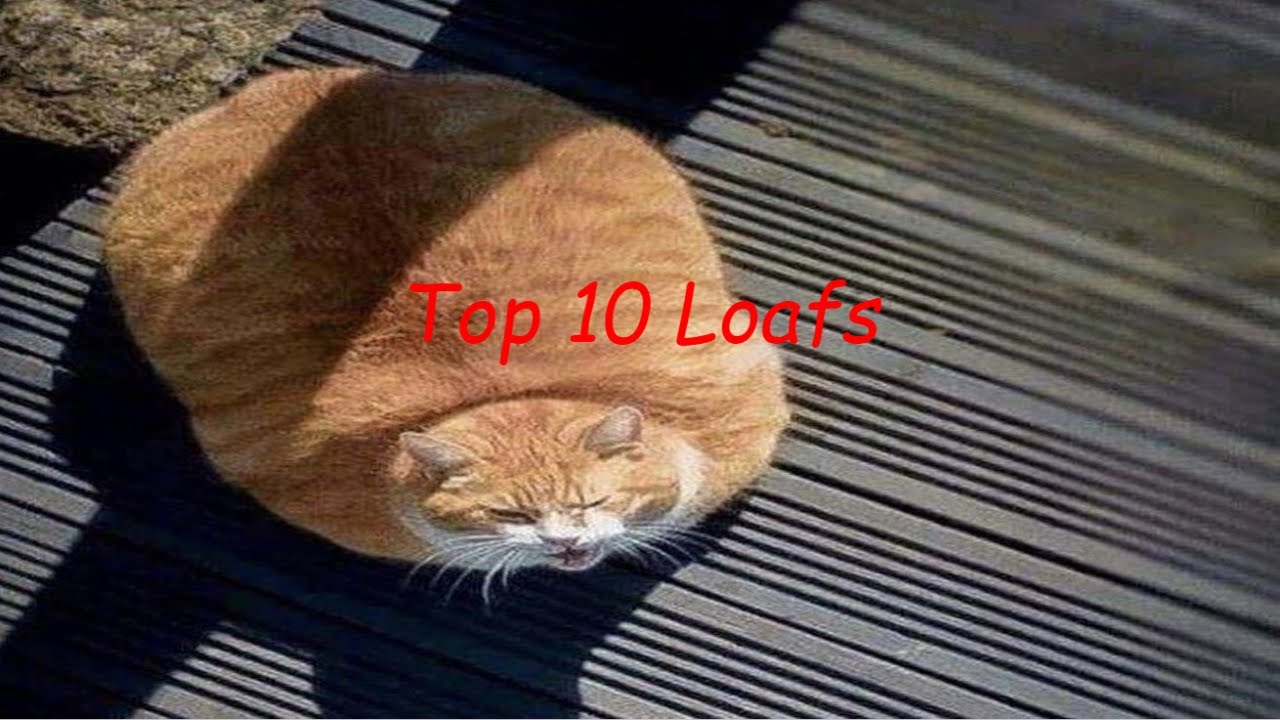 Top 10 Loaf Cats - YouTube