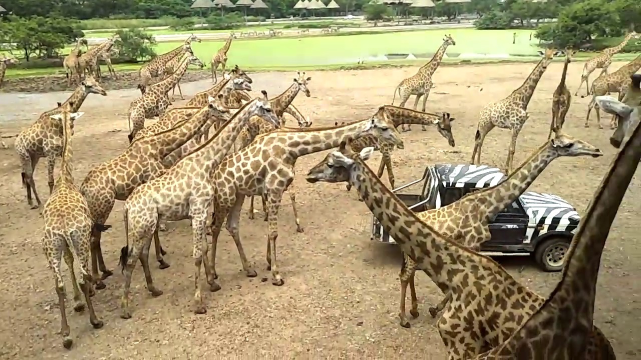 Giraffe live show from zoo - YouTube