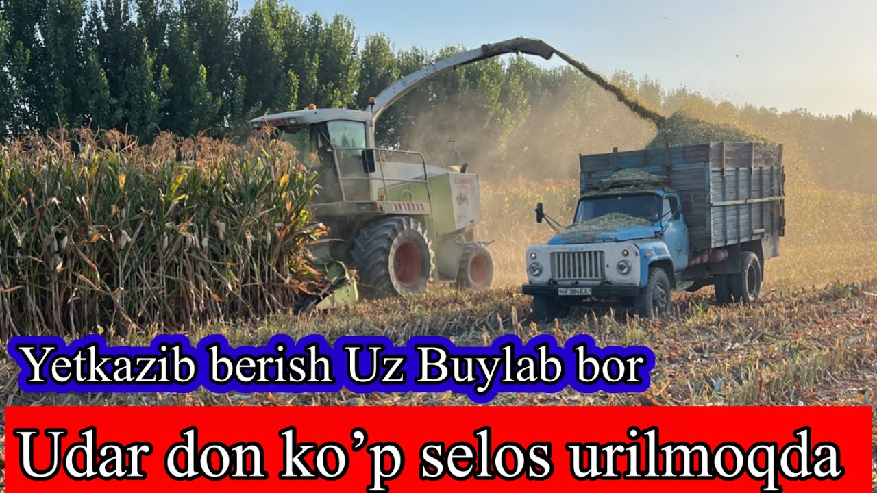 DONLIK SELOS ZAKAZLAR QABUL BOSHLANDI . 1 kg 650 So’m. Dastafka ...