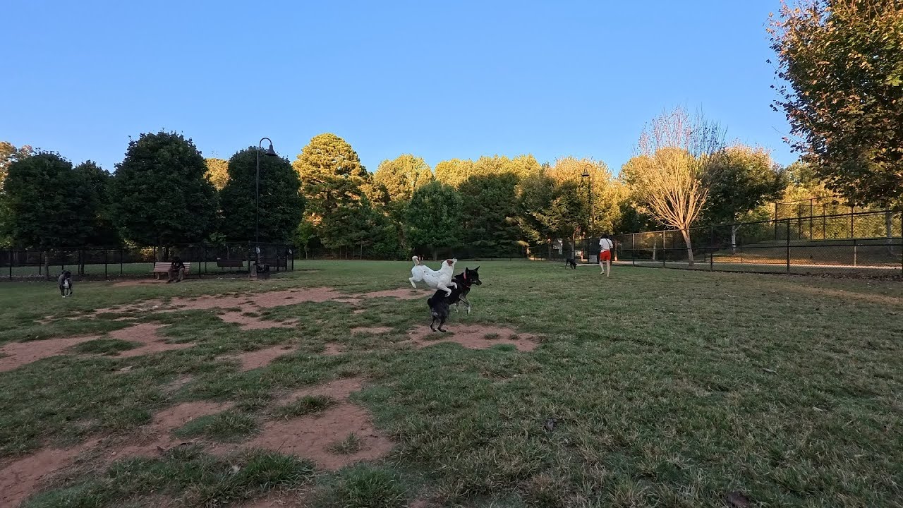 Friday night fights at Dog Park TV a few reactive dogs kept us on our ...