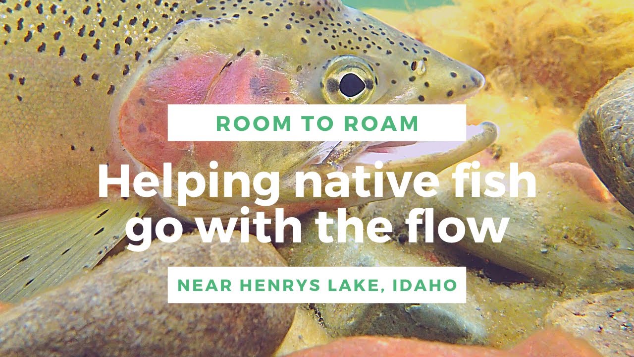 Helping Idaho's native fish go with the flow - YouTube