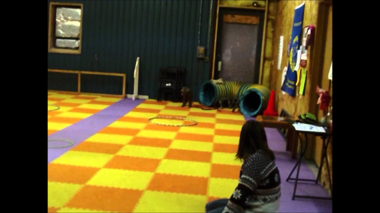 Smart Start Puppy -- Hula Hoop Behavior Targets - YouTube