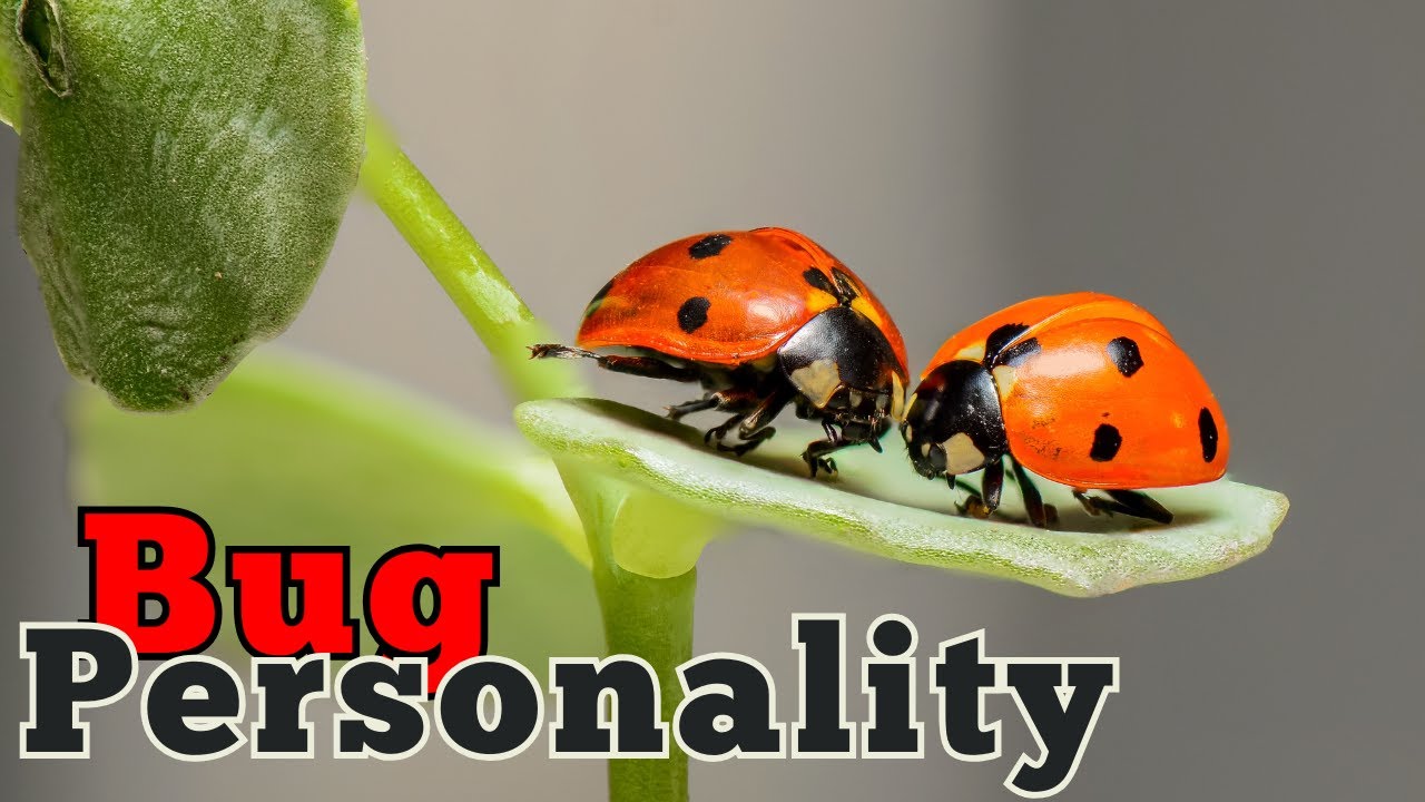 Do Bugs Have Personalities? Surprising Studies on Insect Behavior - YouTube
