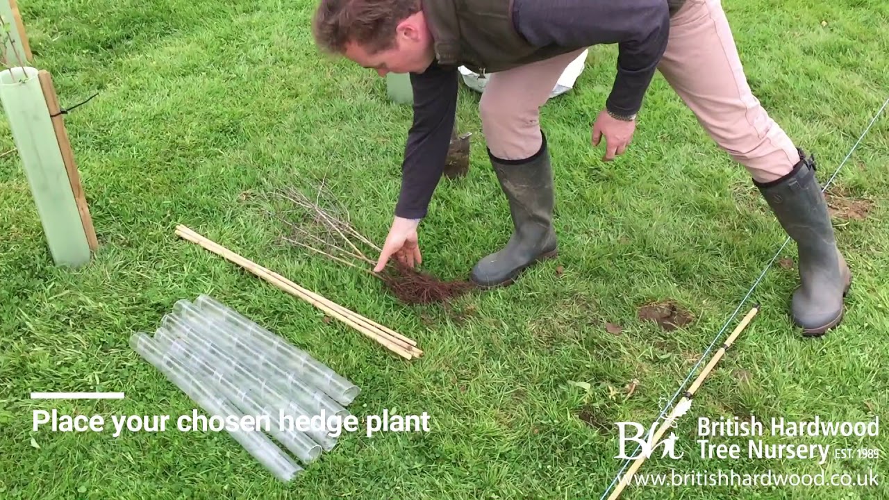 BHT HOW TO plant a double staggered row hedge - YouTube