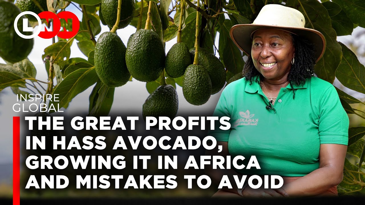 How to Grow Hass Avocado, where the market is & mistakes to avoid in ...