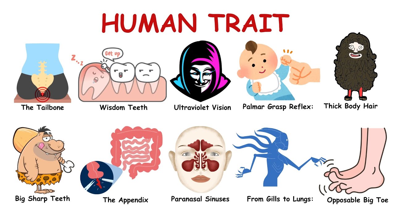 Every Human Trait That We Lost in 11 Minutes - YouTube