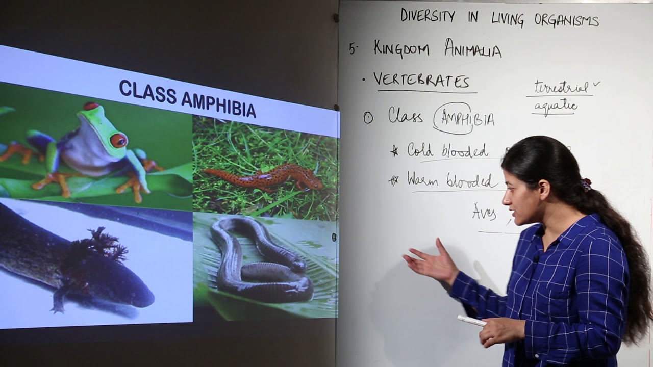 CBSE CLASS 9 - BIOLOGY - Chapter 2 - Kingdom Animalia - 12 amphibia ...