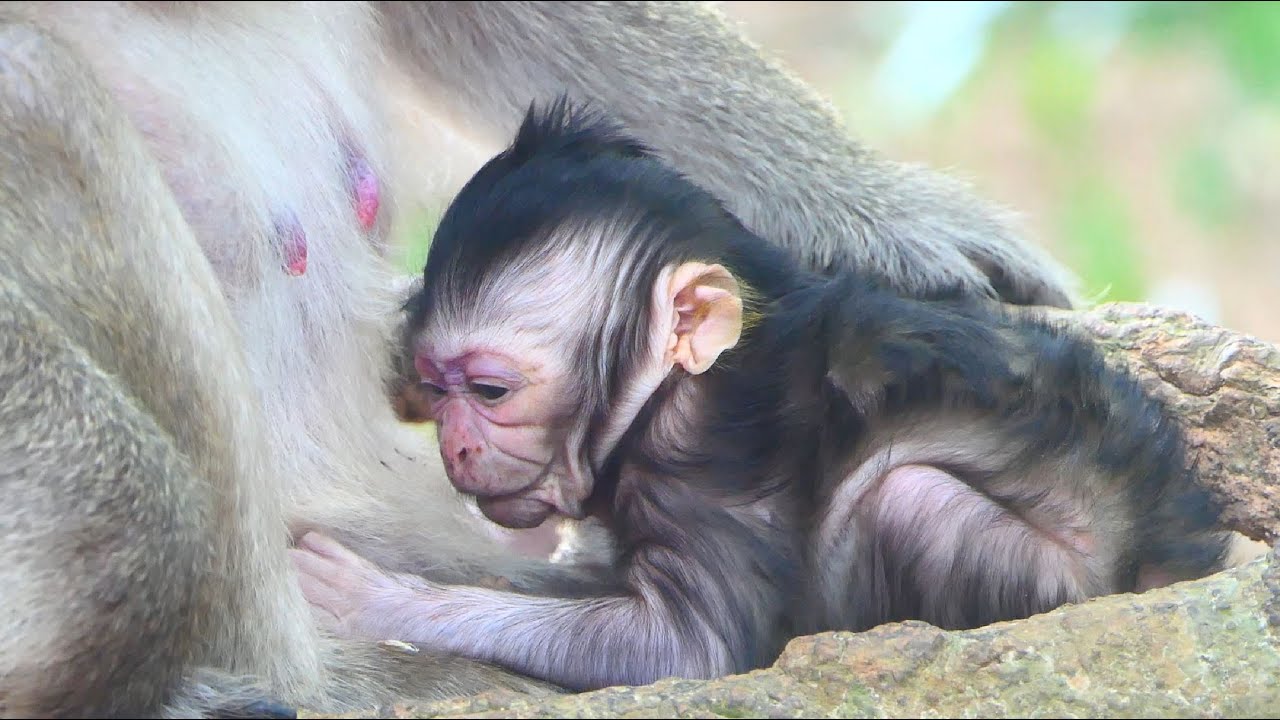 Baby monkey Tia has put on the ground learn to control balance motion ...