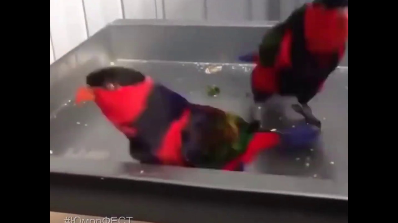 Parrots enjoying techno music - YouTube