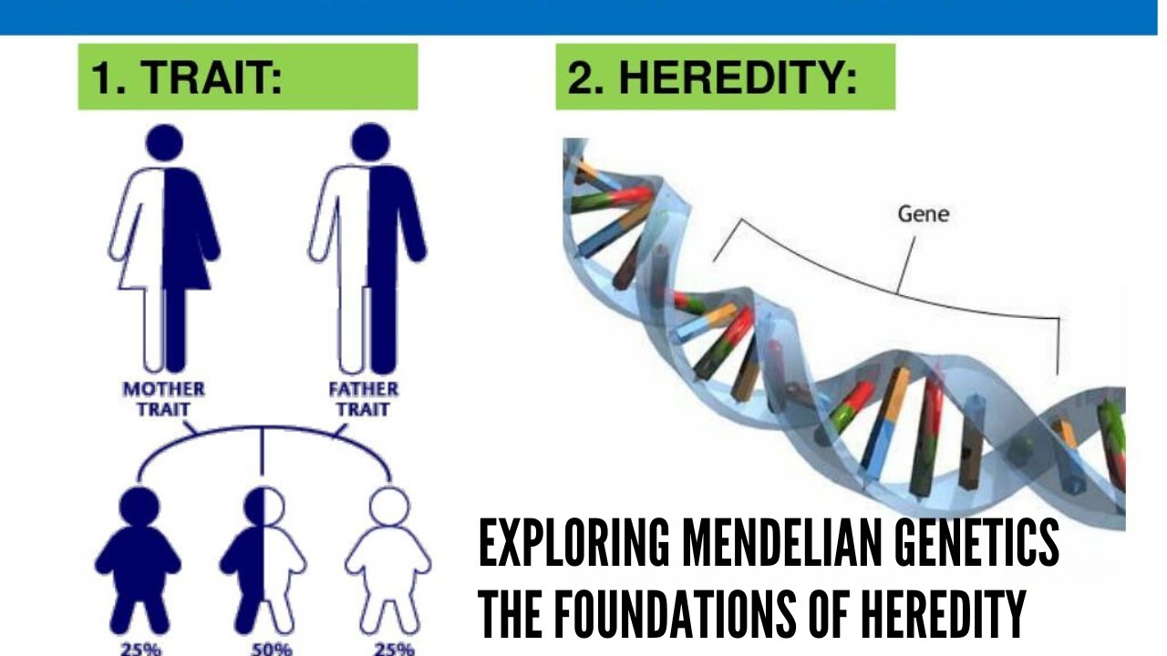 Exploring Mendelian Genetics The Foundations of Heredity - YouTube