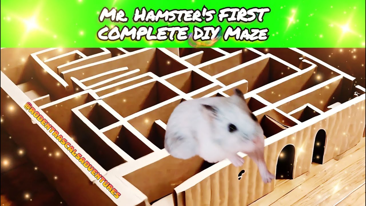 Mr. Hamster's FIRST COMPLETE DIY Maze #hamstermaze - YouTube