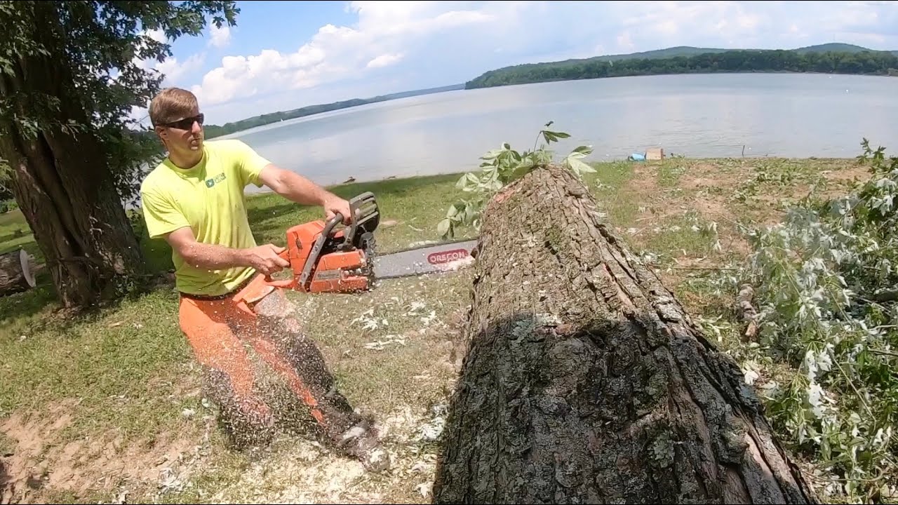 Cutting Trees - Clearing a River View for Future Home Build - YouTube