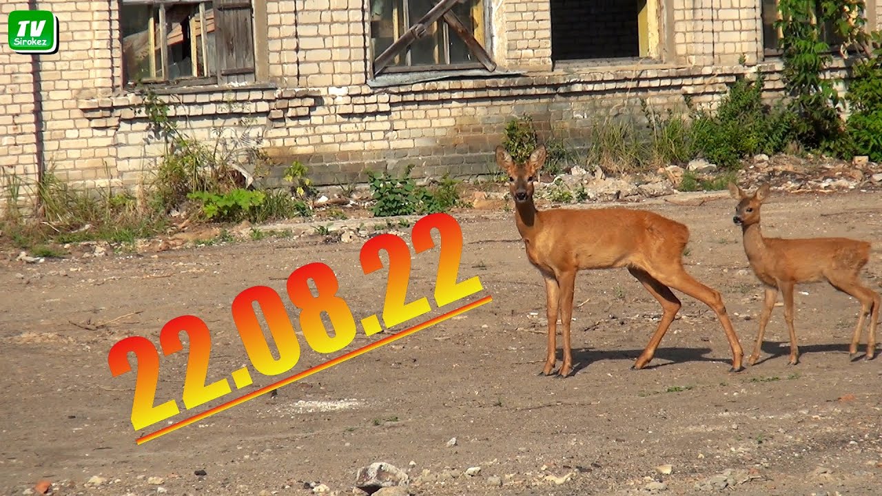 22.08.22 Обычный день с красивой датой . Резекне - YouTube