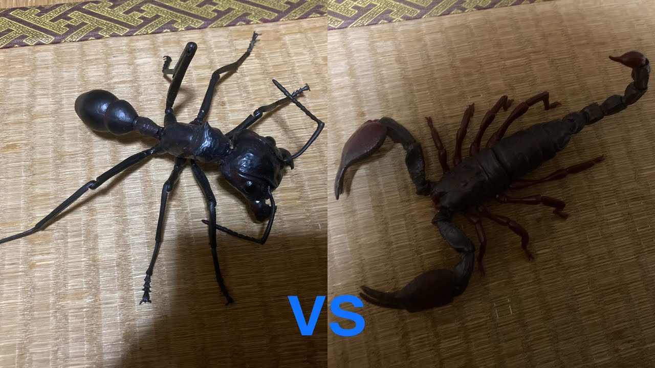 パラポネラvsレッドクロウエンペラースコーピオン Paraponera vs Red Claw Emperor Scorpion - YouTube