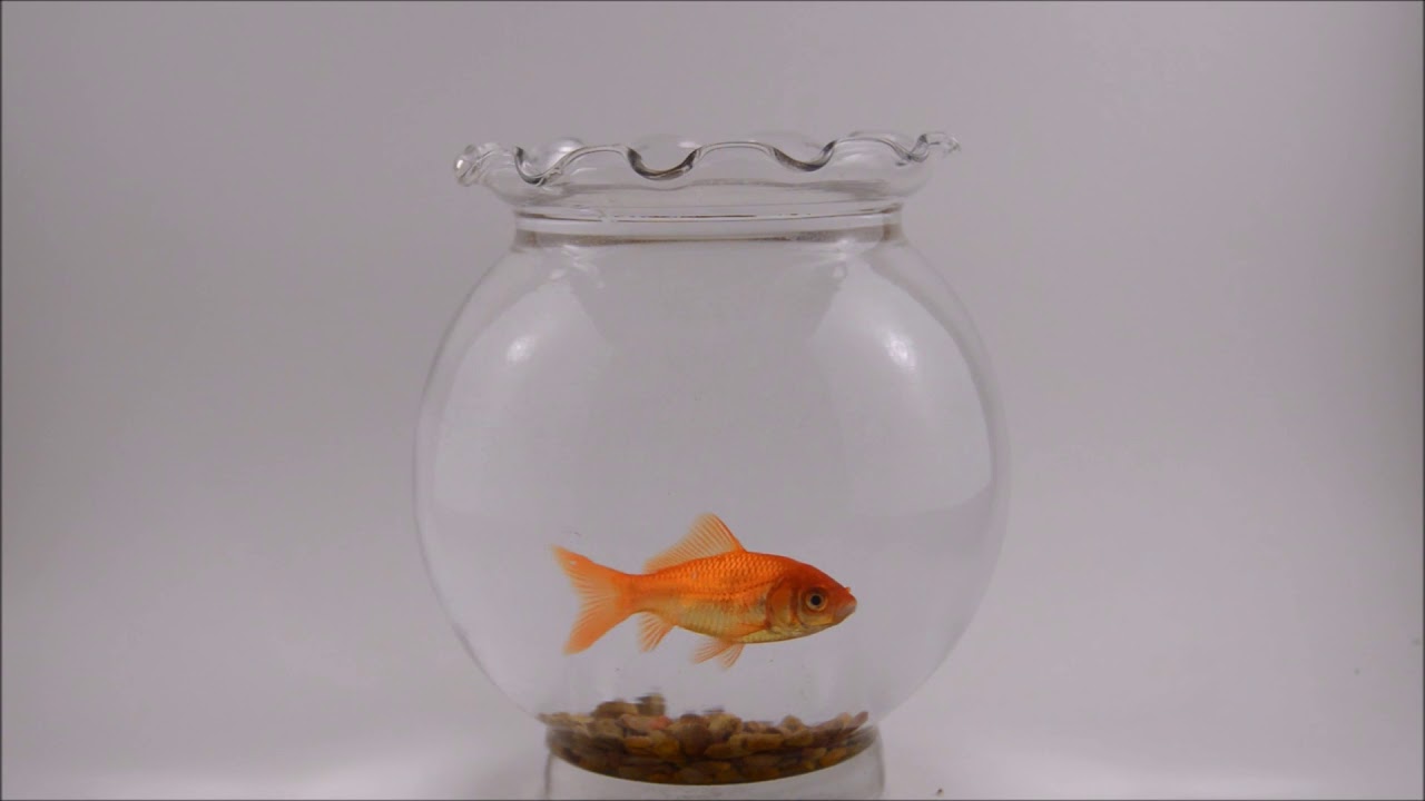The Fish Bowl 2018 (INTENSE) - YouTube