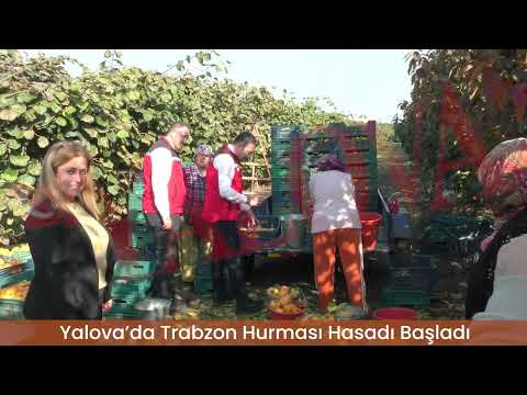 Yalova’da Trabzon Hurması Hasadı Başladı